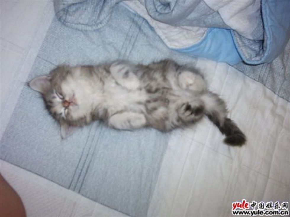 Cat Napping Poses - Love Meow