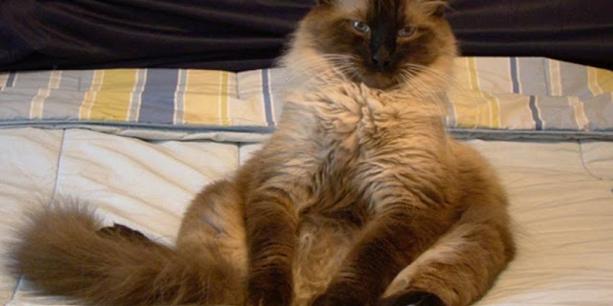 March Cat of the Month Results - Love Meow