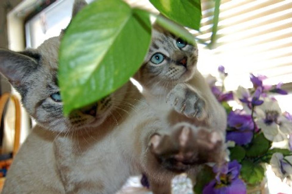 March Cat of the Month Results - Love Meow