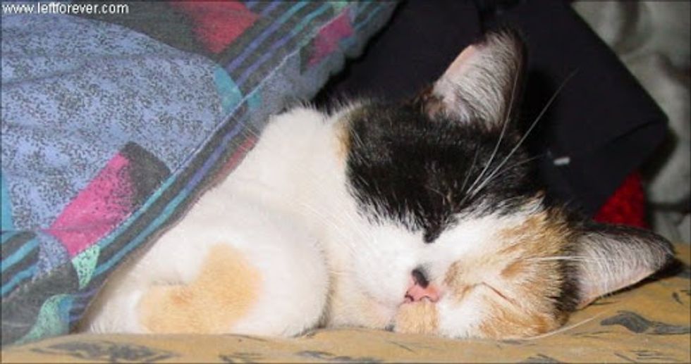 March Cat of the Month Results - Love Meow