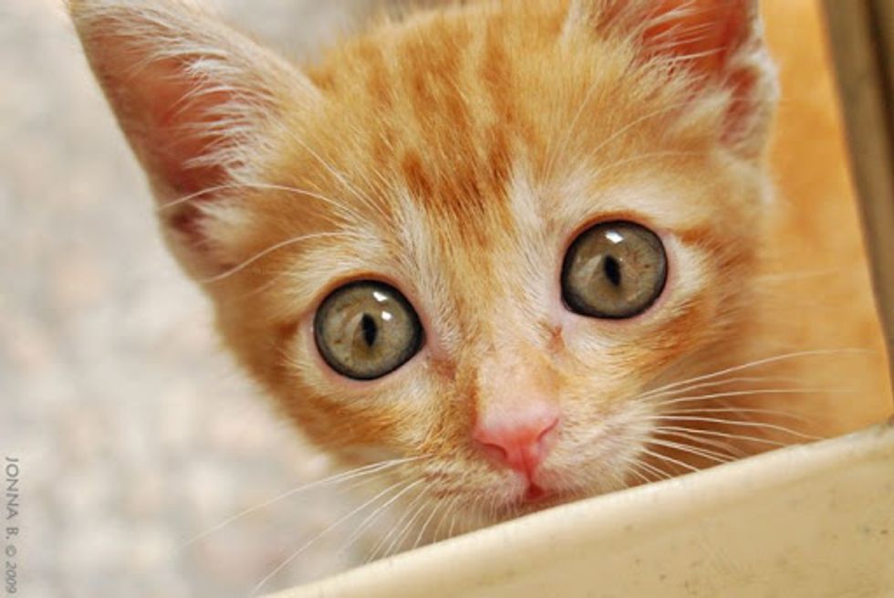 March Cat of the Month Results - Love Meow