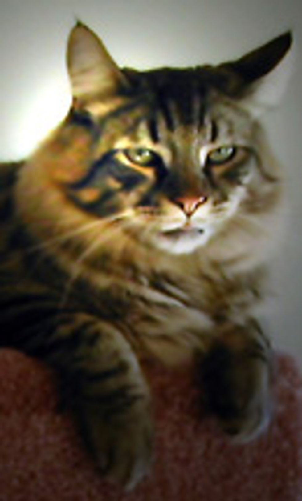 March Cat of the Month Results - Love Meow