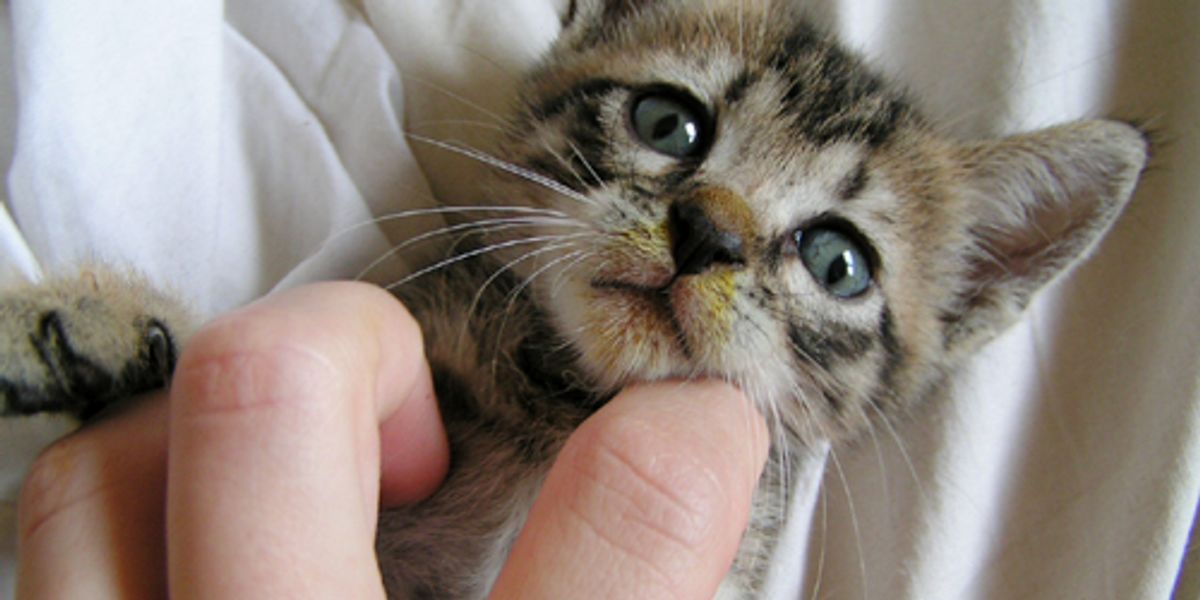 Story of Chihiro the Cat - Love Meow