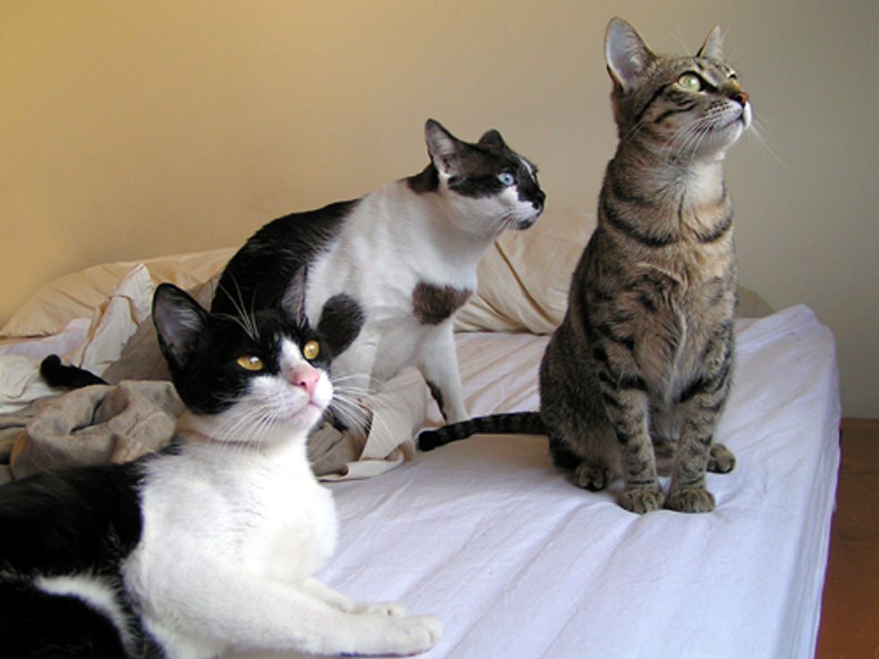 Story of Chihiro the Cat - Love Meow