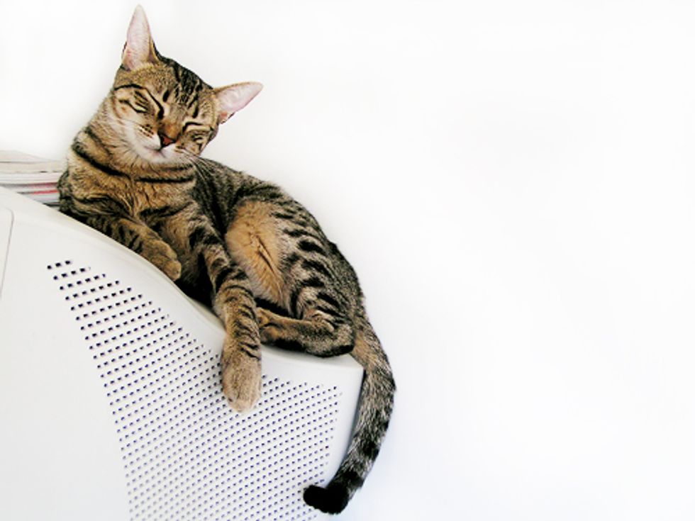 Story of Chihiro the Cat - Love Meow