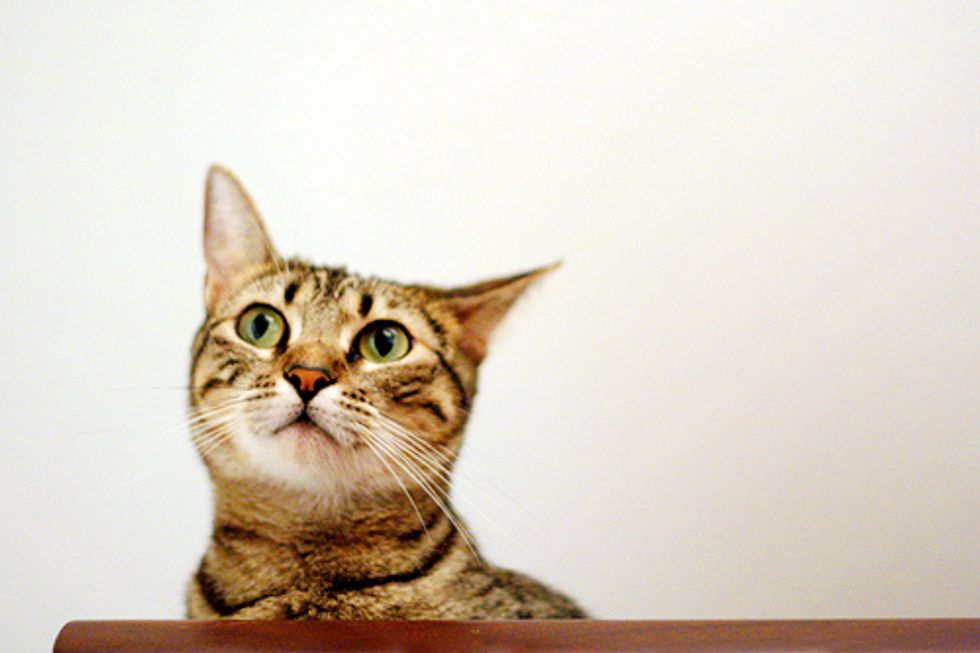 Story of Chihiro the Cat - Love Meow