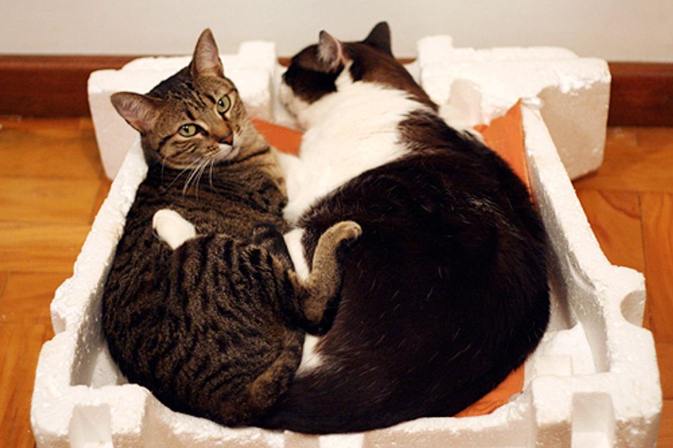 Story of Chihiro the Cat - Love Meow