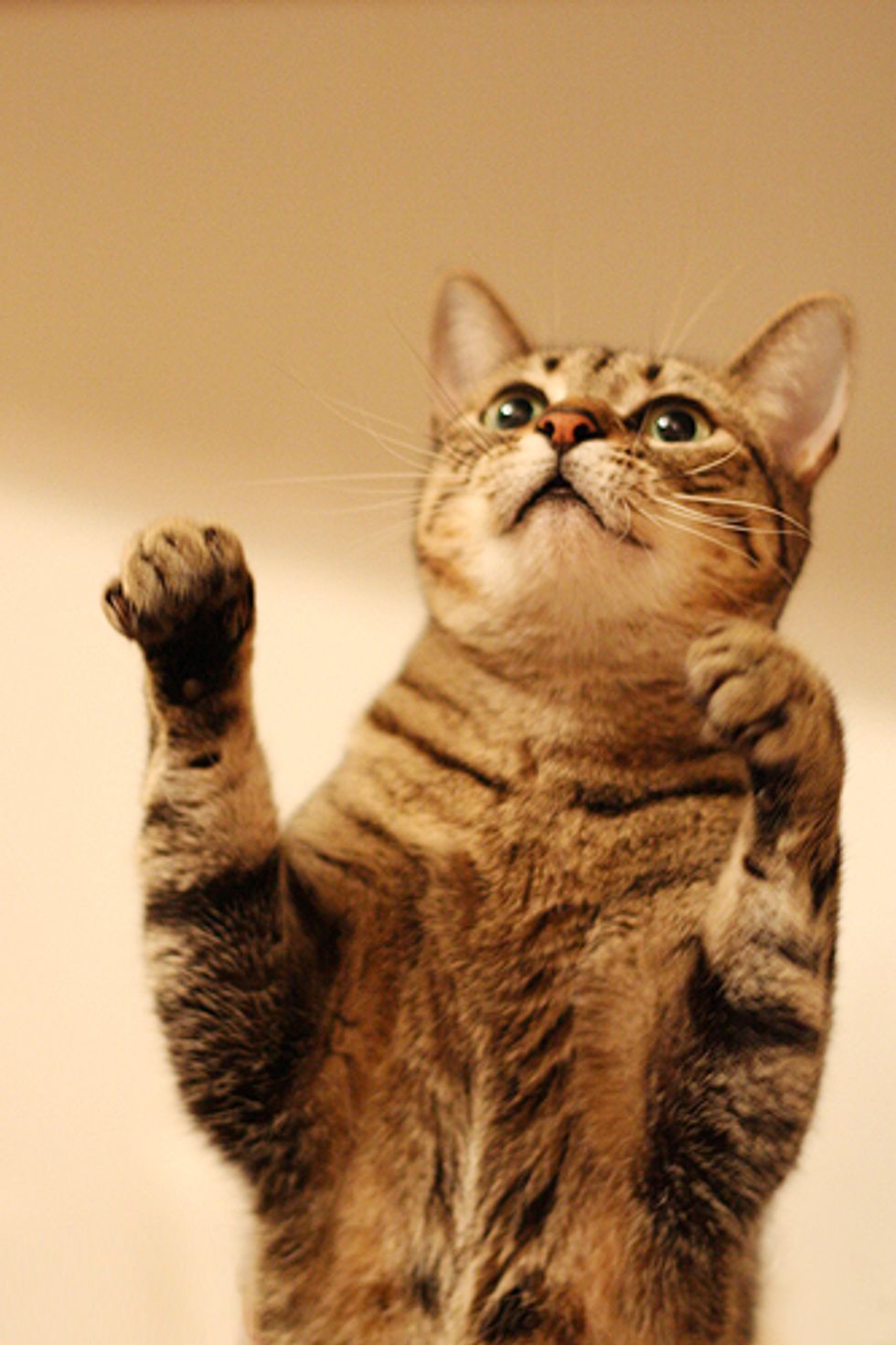 Story of Chihiro the Cat - Love Meow