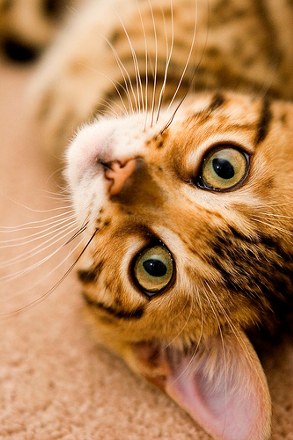 George and Millie Bengal Cat Story - Love Meow