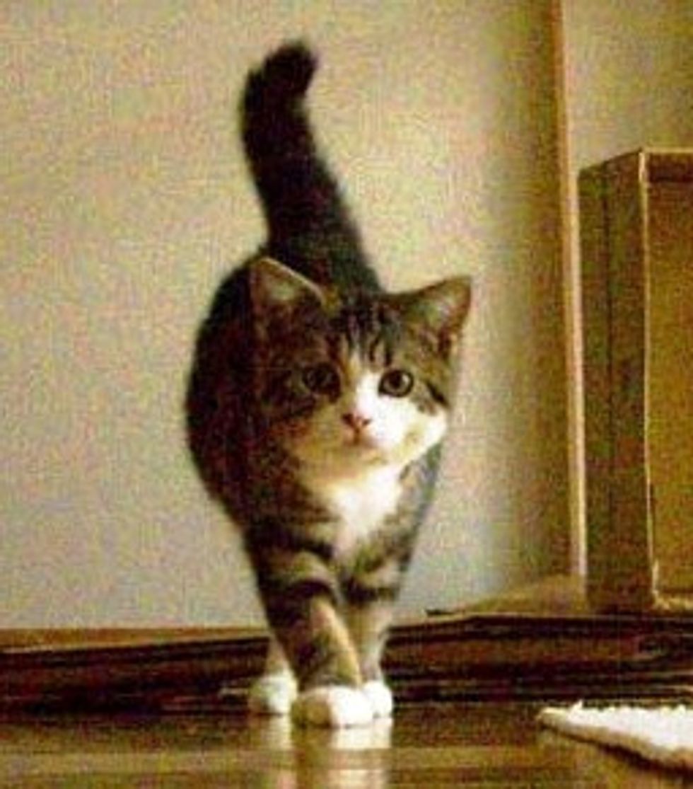 Interview with Maru the Cat - Love Meow