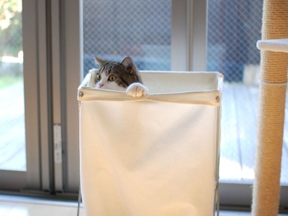 Interview with Maru the Cat - Love Meow