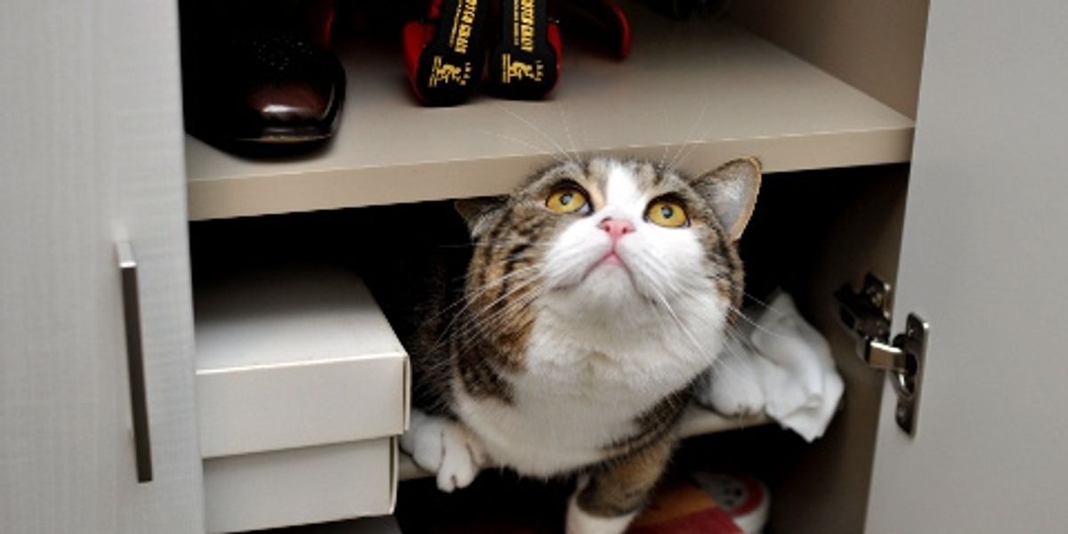 Interview with Maru the Cat - Love Meow