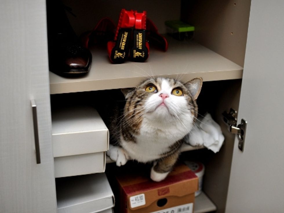 Interview with Maru the Cat - Love Meow