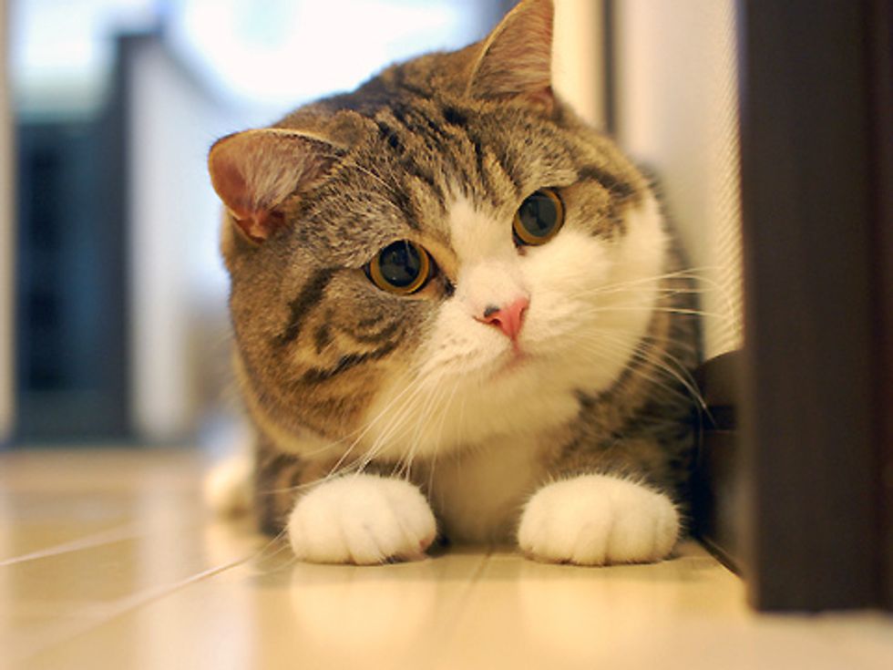 Interview with Maru the Cat - Love Meow