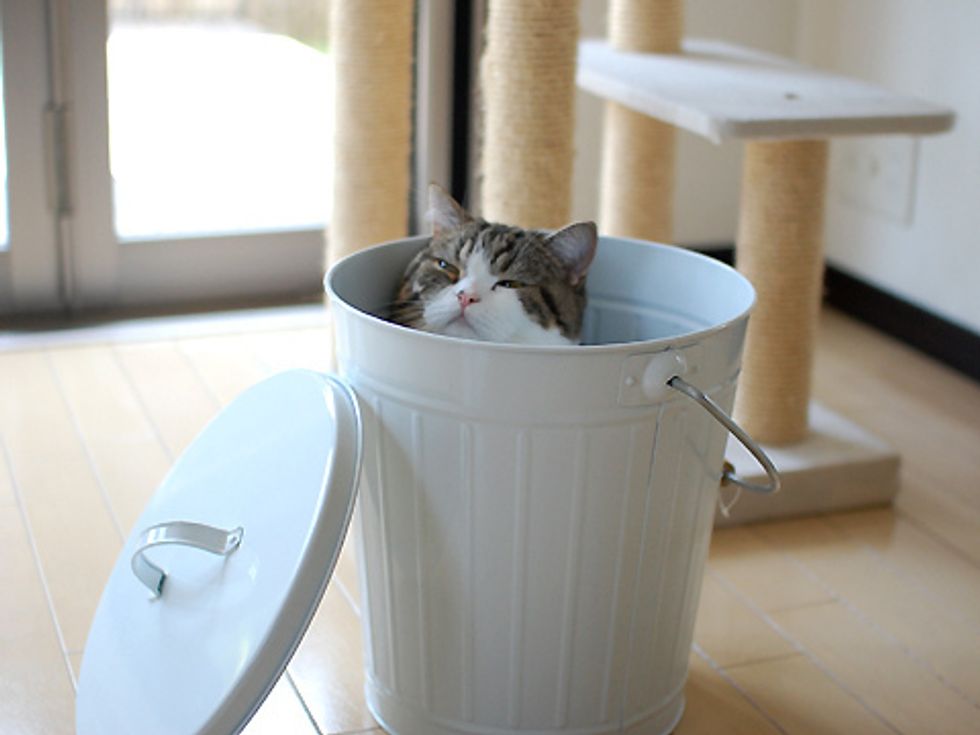 Interview with Maru the Cat - Love Meow