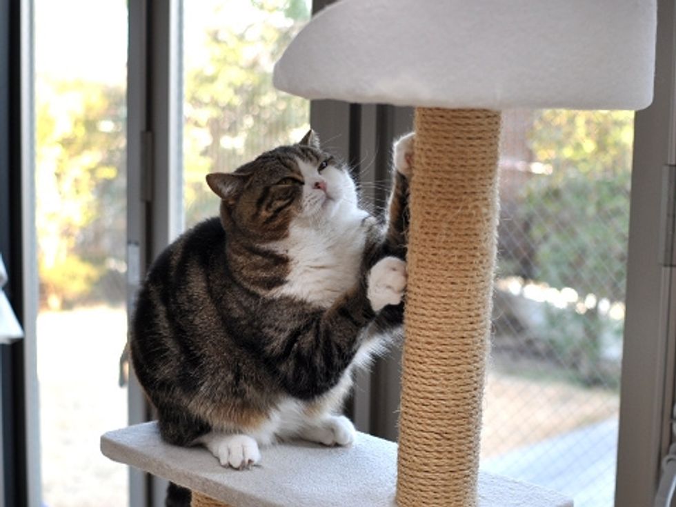 Interview with Maru the Cat - Love Meow