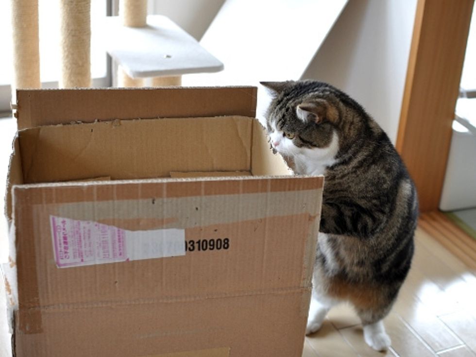 Interview with Maru the Cat - Love Meow