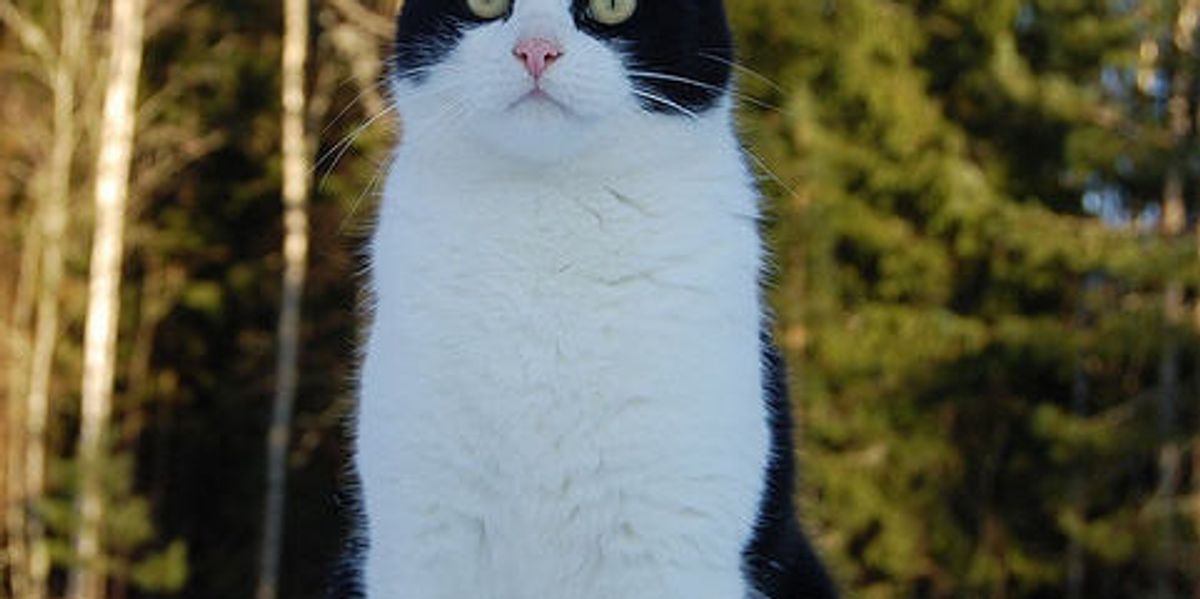 Pixie the Adventurous Tuxedo Cat - Love Meow