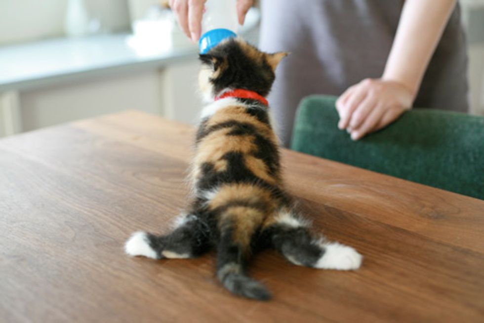 MeMe the Lovely Calico Kitty - Love Meow