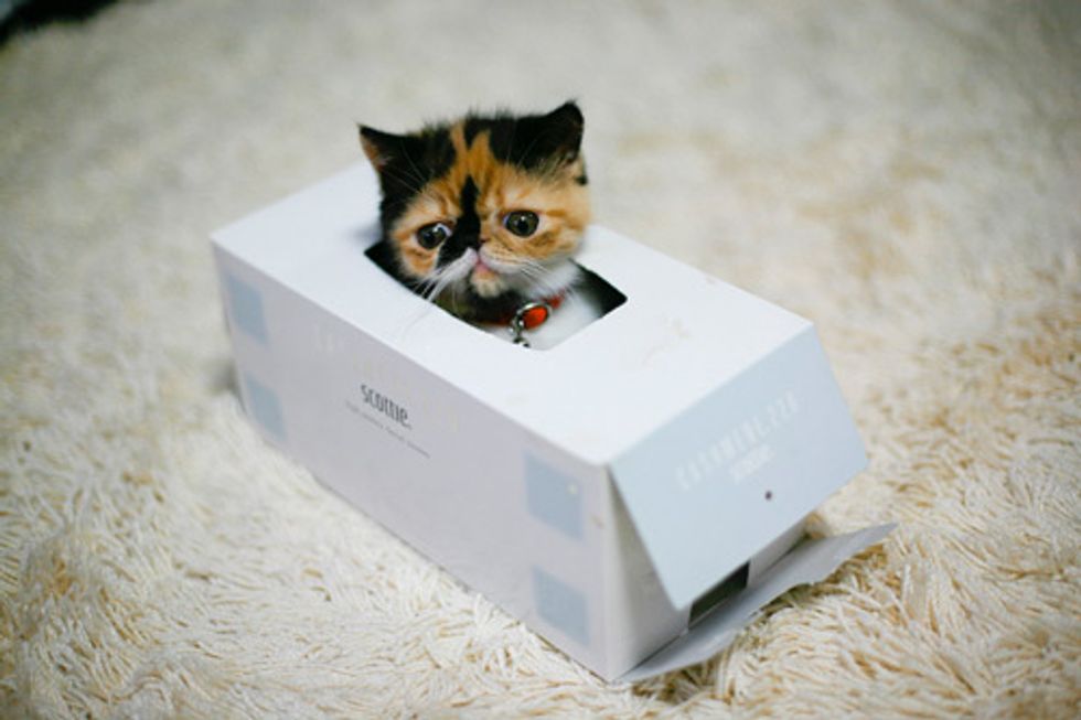 MeMe the Lovely Calico Kitty - Love Meow