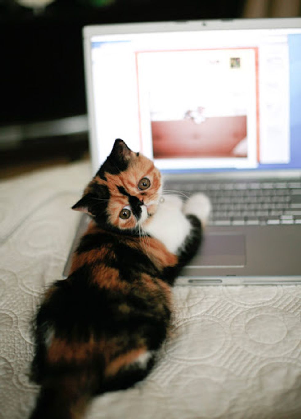 MeMe the Lovely Calico Kitty - Love Meow