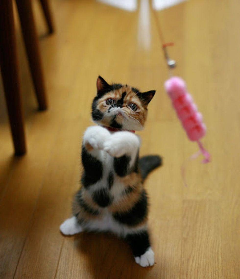 MeMe the Lovely Calico Kitty - Love Meow