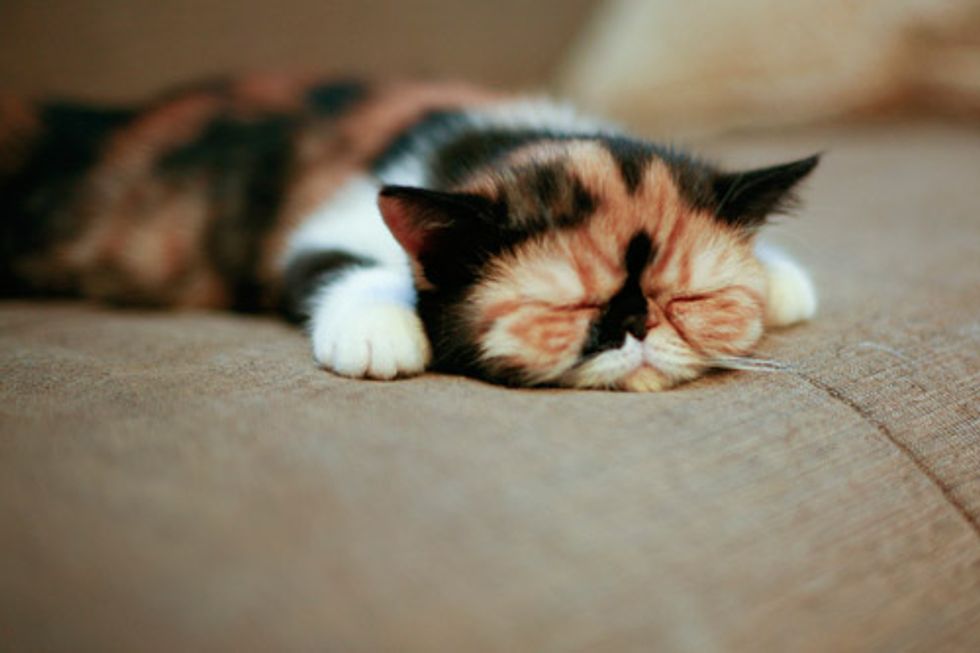 MeMe the Lovely Calico Kitty - Love Meow