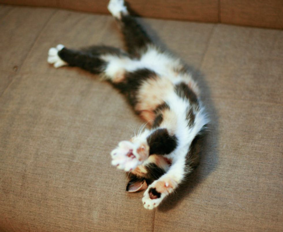 MeMe the Lovely Calico Kitty - Love Meow