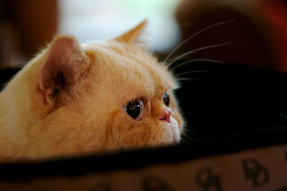 Spy Cat - Love Meow