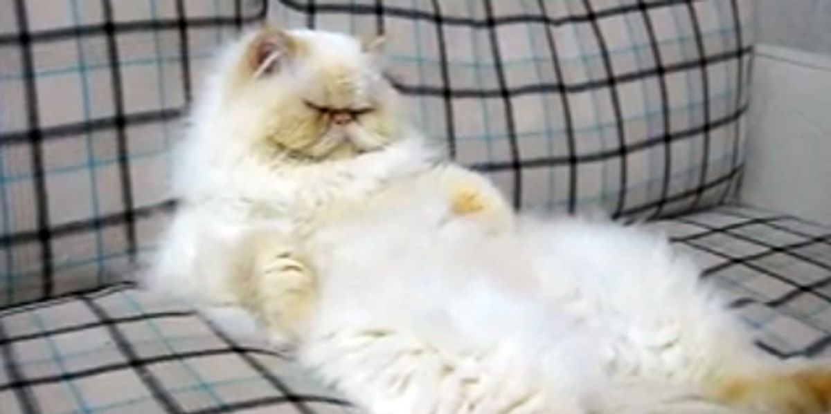 Shirobu the Sleepy Snoring Himalayan Kitty - Love Meow