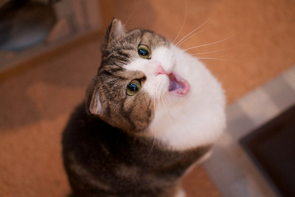 Nekoyanagi the Mini Maru? - Love Meow