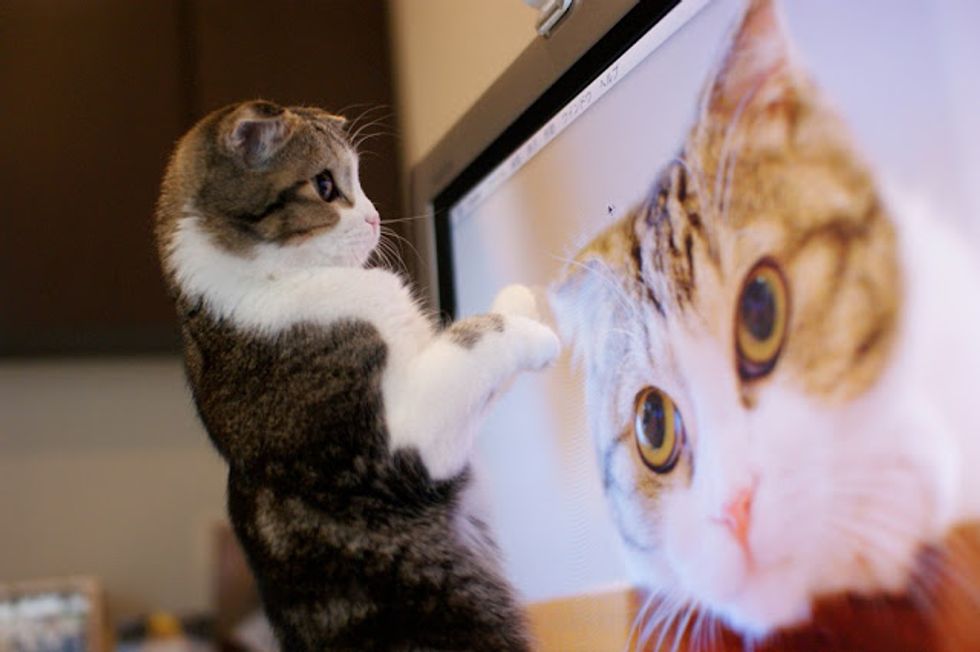 Nekoyanagi the Mini Maru? - Love Meow