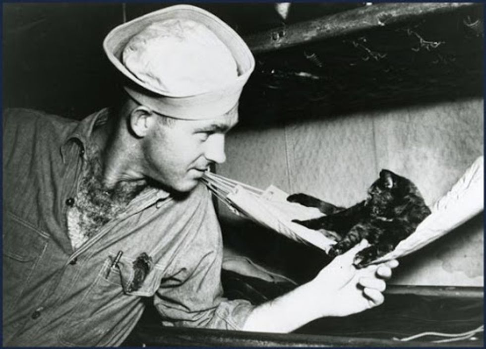 Special Relationship Between Cats and Marine Soldiers - Love Meow