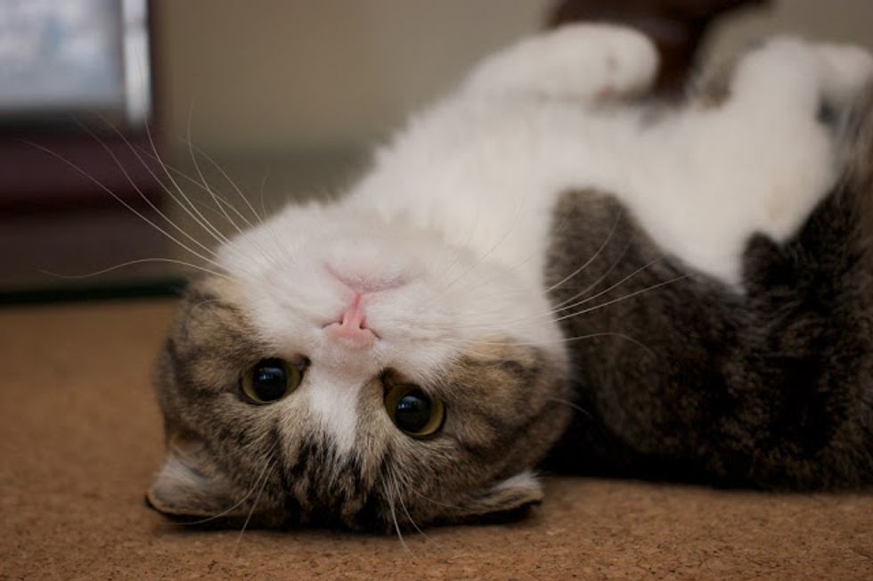 Nekoyanagi the Mini Maru? - Love Meow