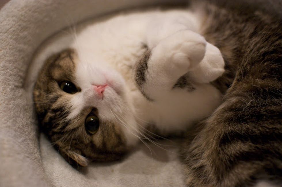 Nekoyanagi the Mini Maru? - Love Meow