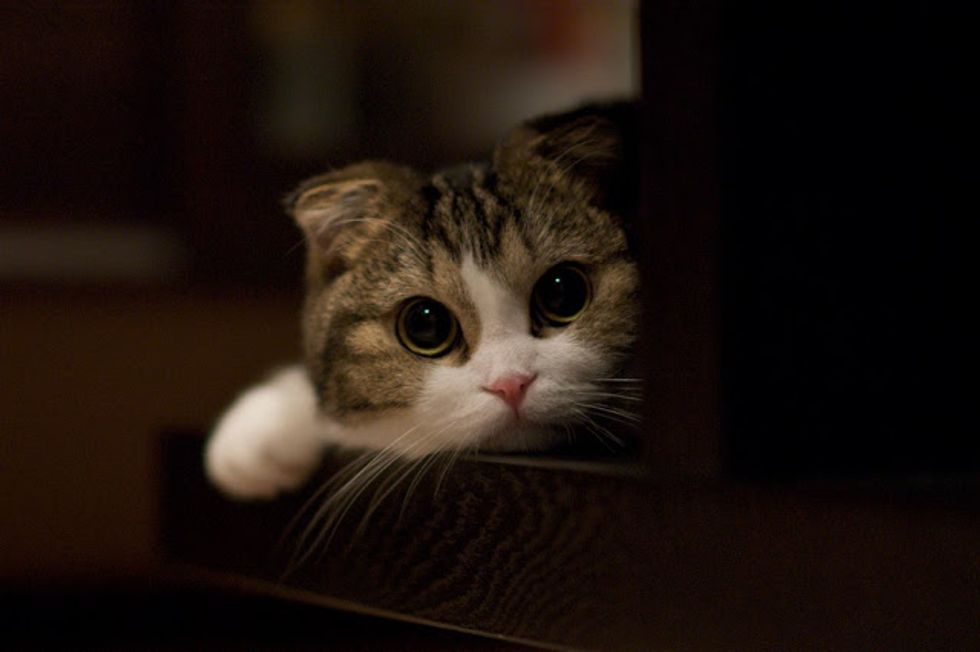 Nekoyanagi the Mini Maru? - Love Meow