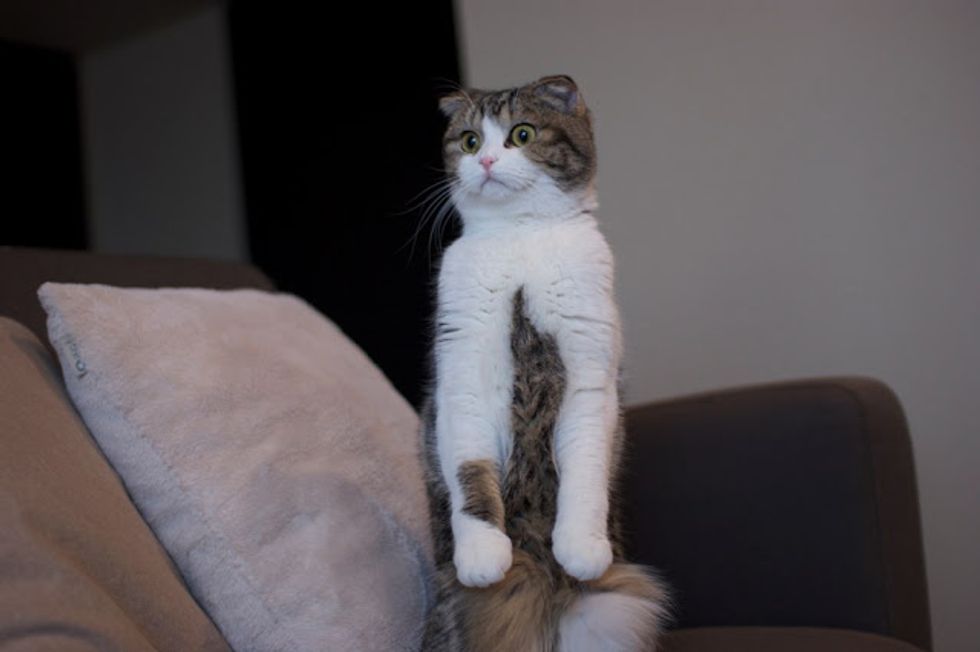 Nekoyanagi the Mini Maru? - Love Meow