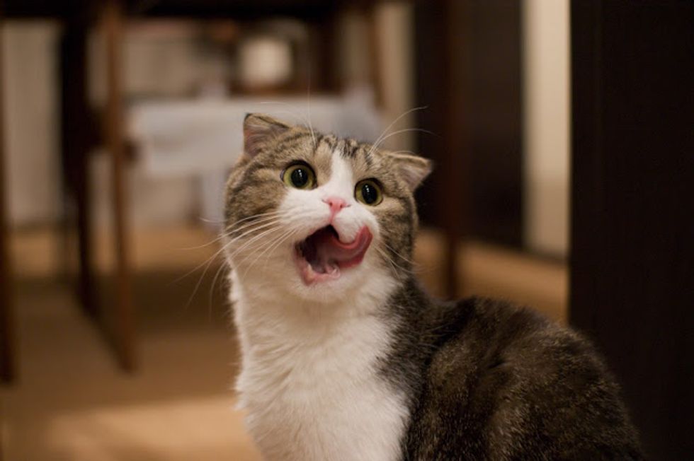 Nekoyanagi the Mini Maru? - Love Meow