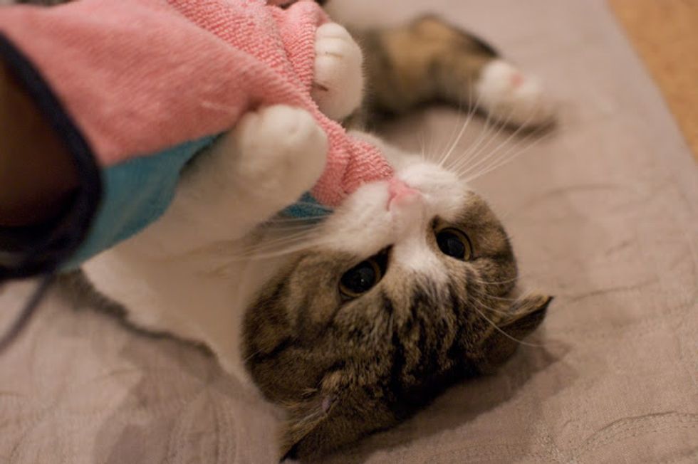 Nekoyanagi the Mini Maru? - Love Meow