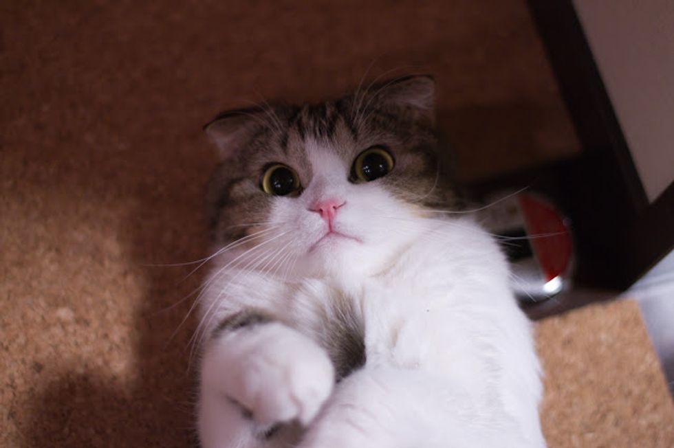 Nekoyanagi the Mini Maru? - Love Meow