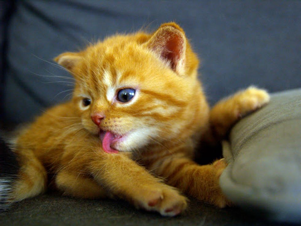 Super Cute Ginger Tabby - Love Meow