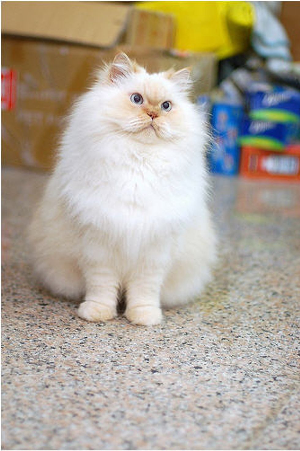 Fruit the Fluffy Himalayan Cat - Love Meow