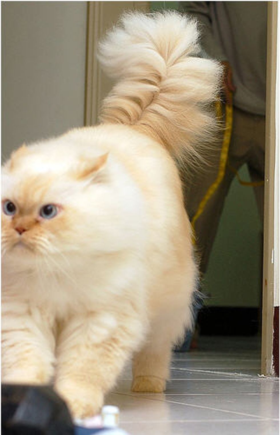 Fruit the Fluffy Himalayan Cat - Love Meow