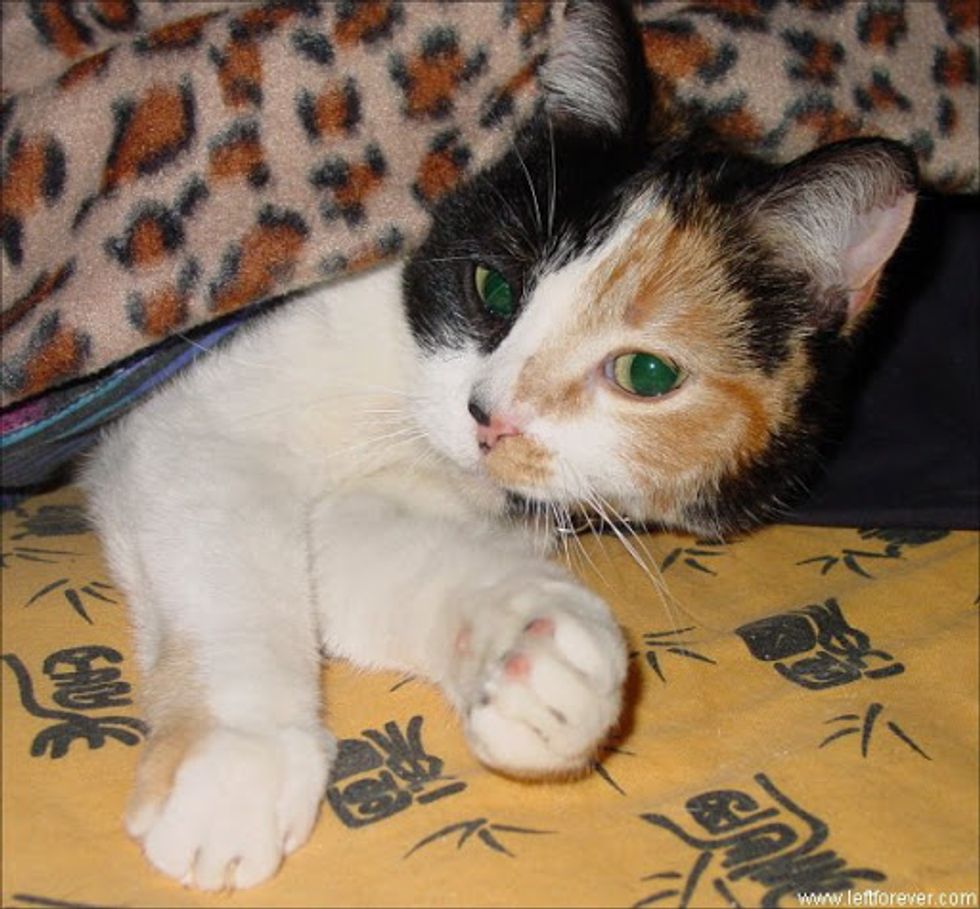 April Cat / Kitten of the Month Results - Love Meow