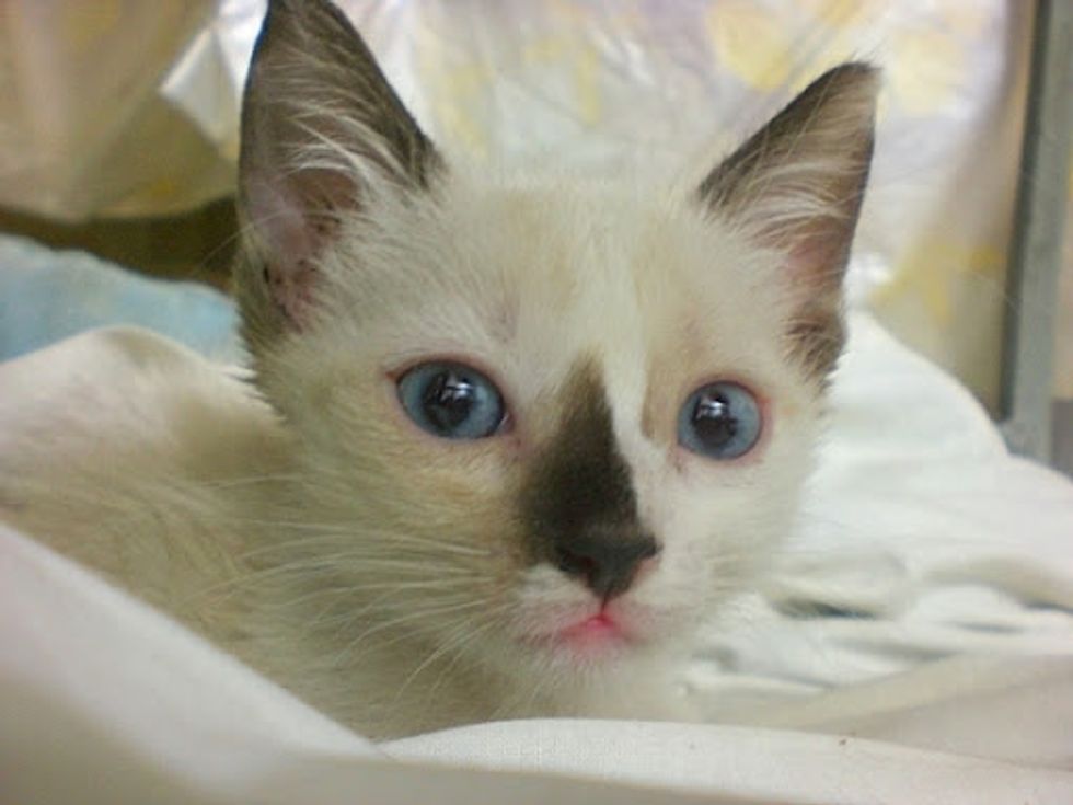 April Cat / Kitten of the Month Results - Love Meow