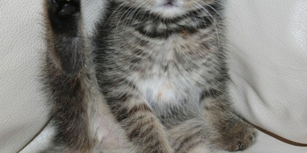 April Cat / Kitten of the Month Results - Love Meow