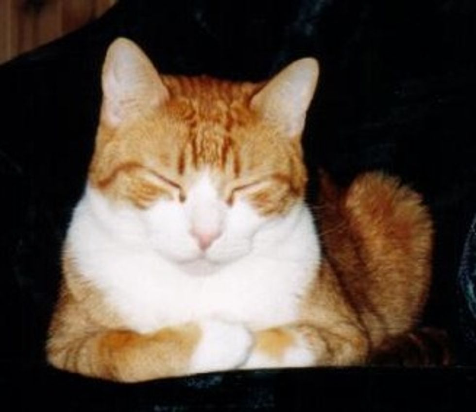 April Cat / Kitten of the Month Results - Love Meow