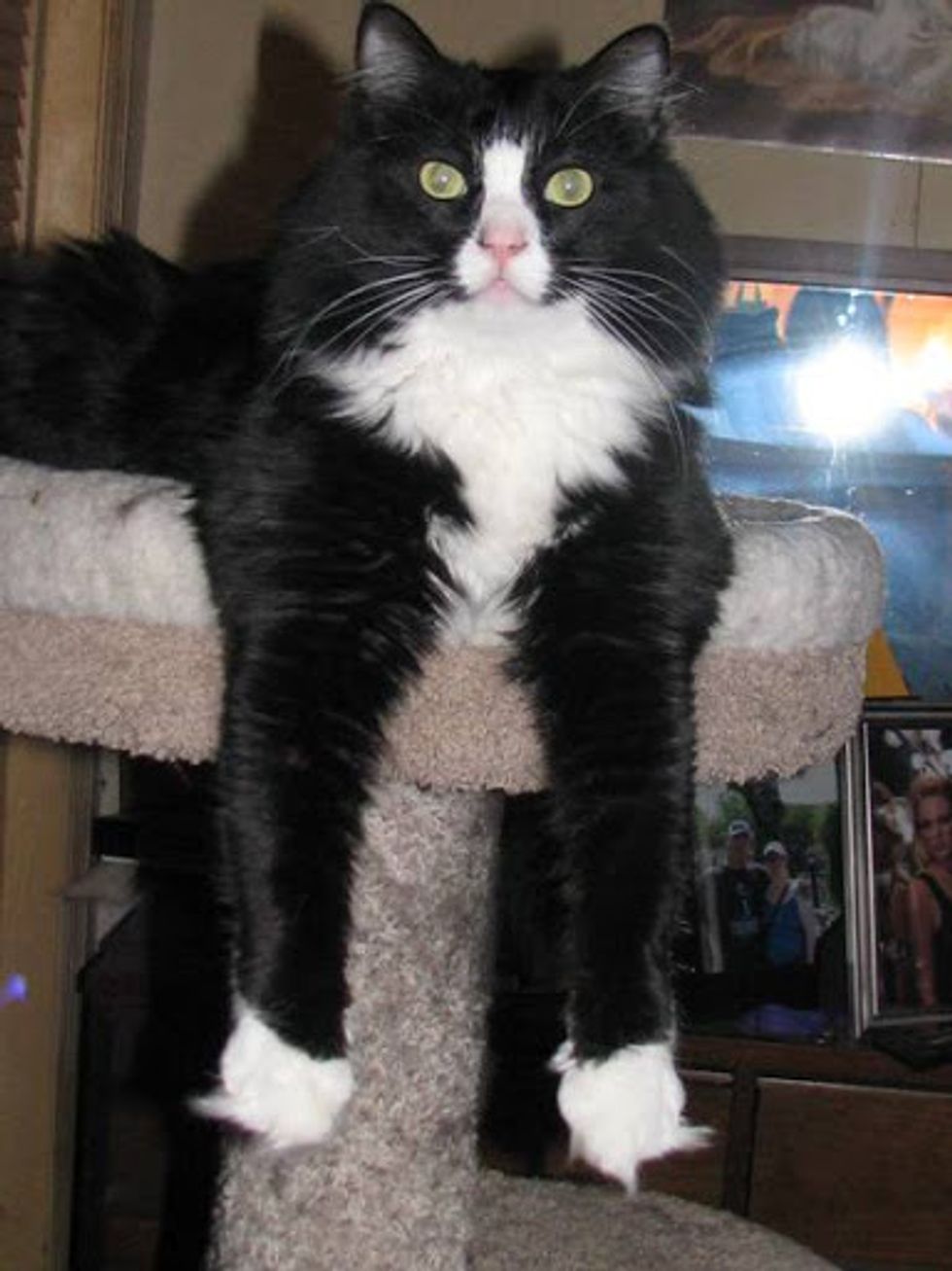 April Cat / Kitten of the Month Results - Love Meow