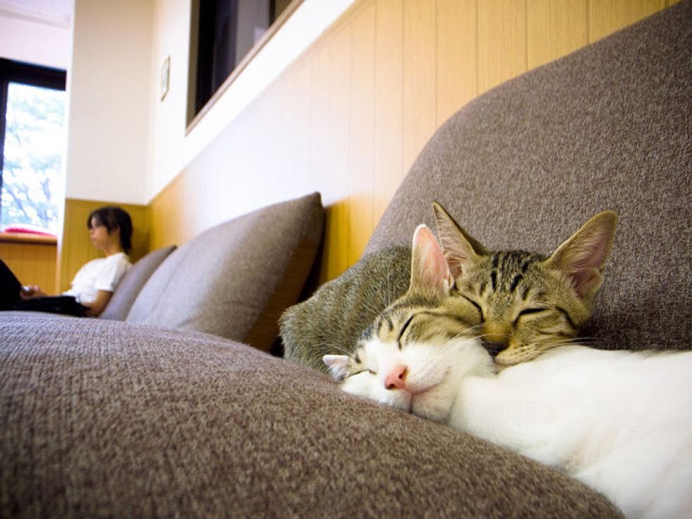 Marser and His Furry Cat Café Friends - Love Meow
