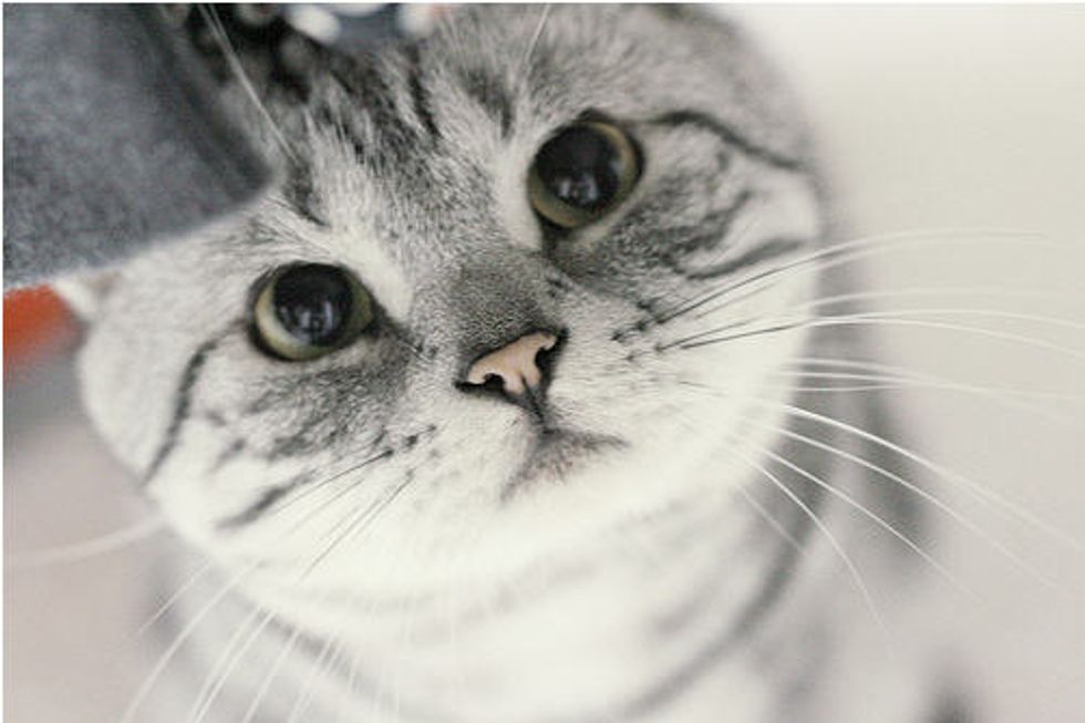 Sushi a Funny Round Face Fur Baby - Love Meow